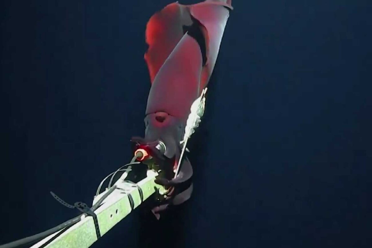 Captan en video a un calamar gigante, animal con bioluminiscencia y ...